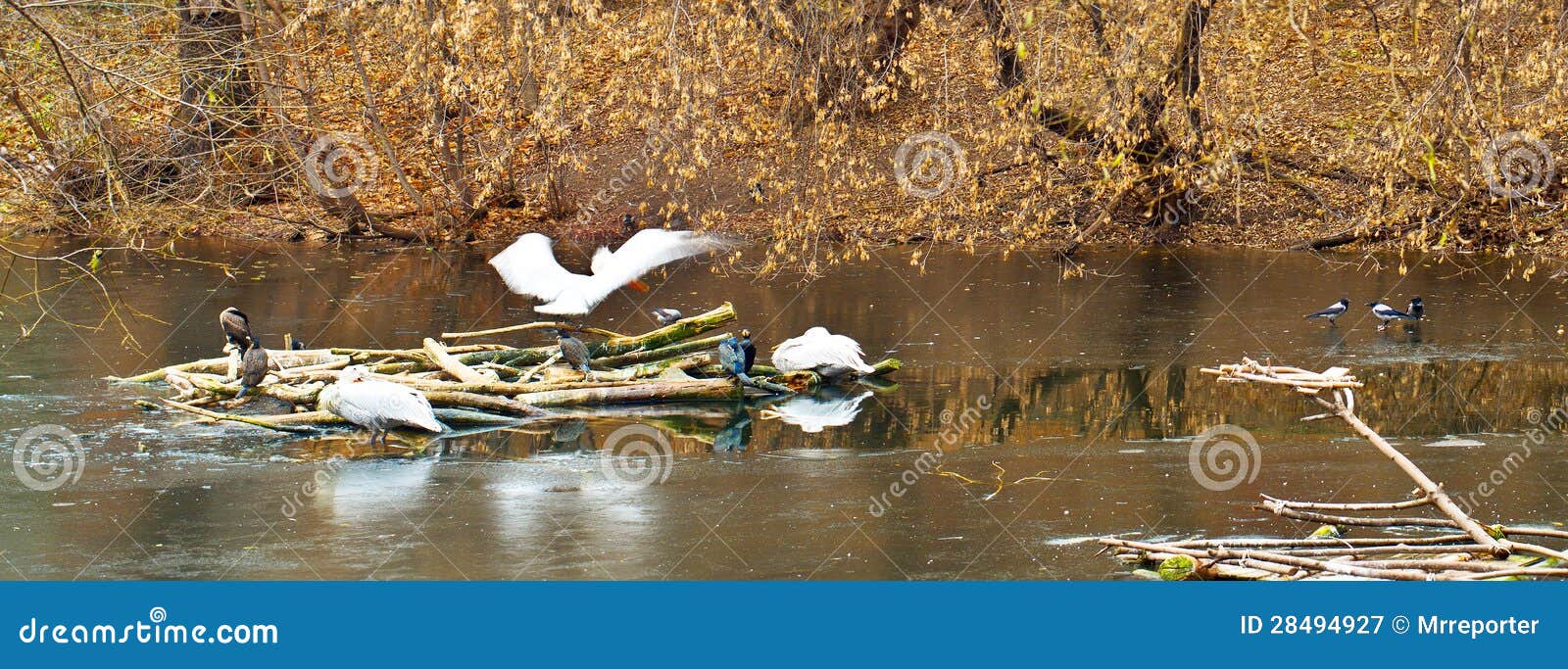 Ducks Crows Photos - Free & Royalty-Free Stock Photos from Dreamstime