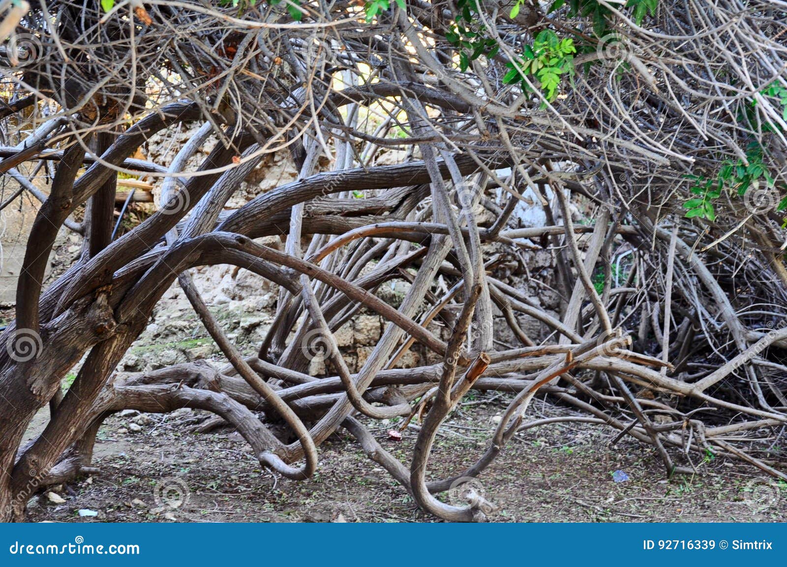 Strange Curved Branches of a Tree Stock Image - Image of east, jaffa ...