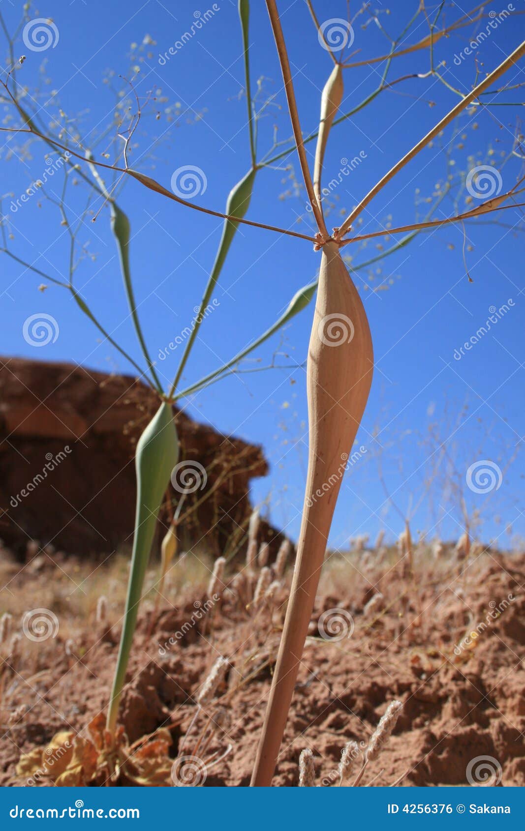 Desert Plant Spikes Royalty-Free Stock Image | CartoonDealer.com #60983836