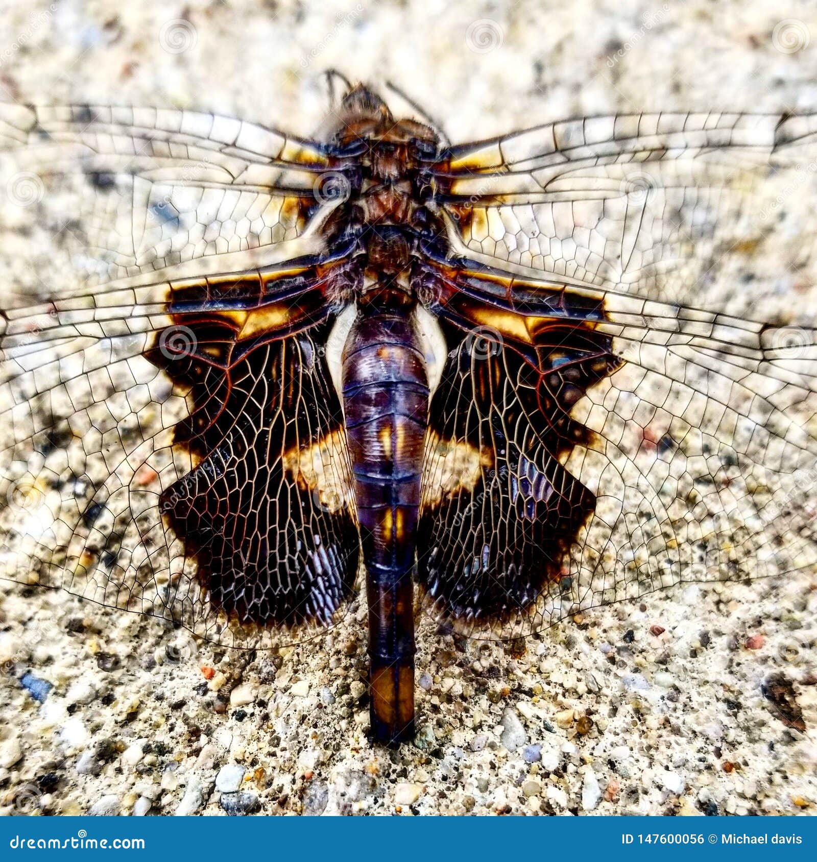 Strange dragonfly stock photo. Image of strange, dragonfly - 147600056