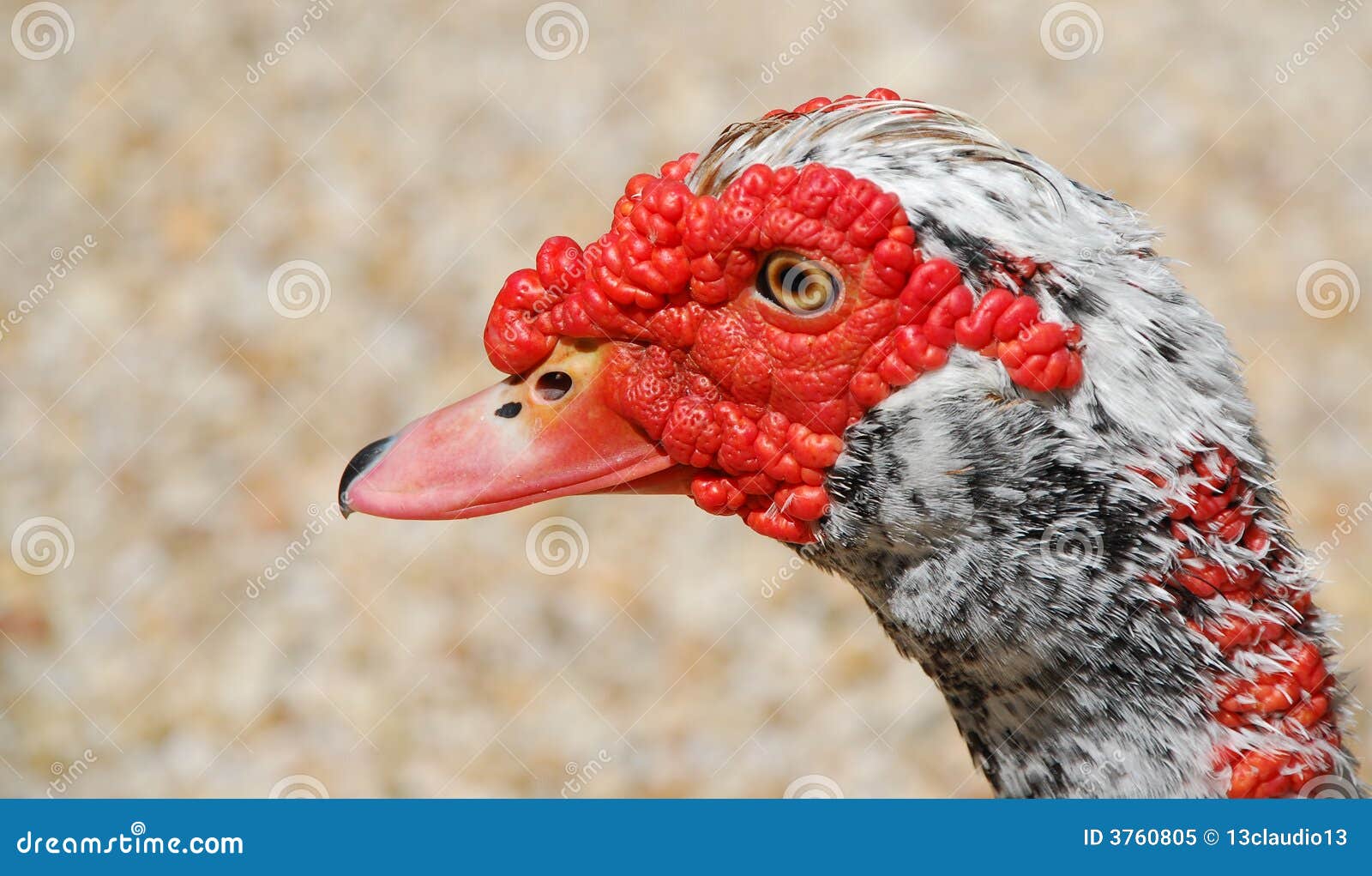 Strange Duck stock image. Image of plumage, ducks, crest - 3760805