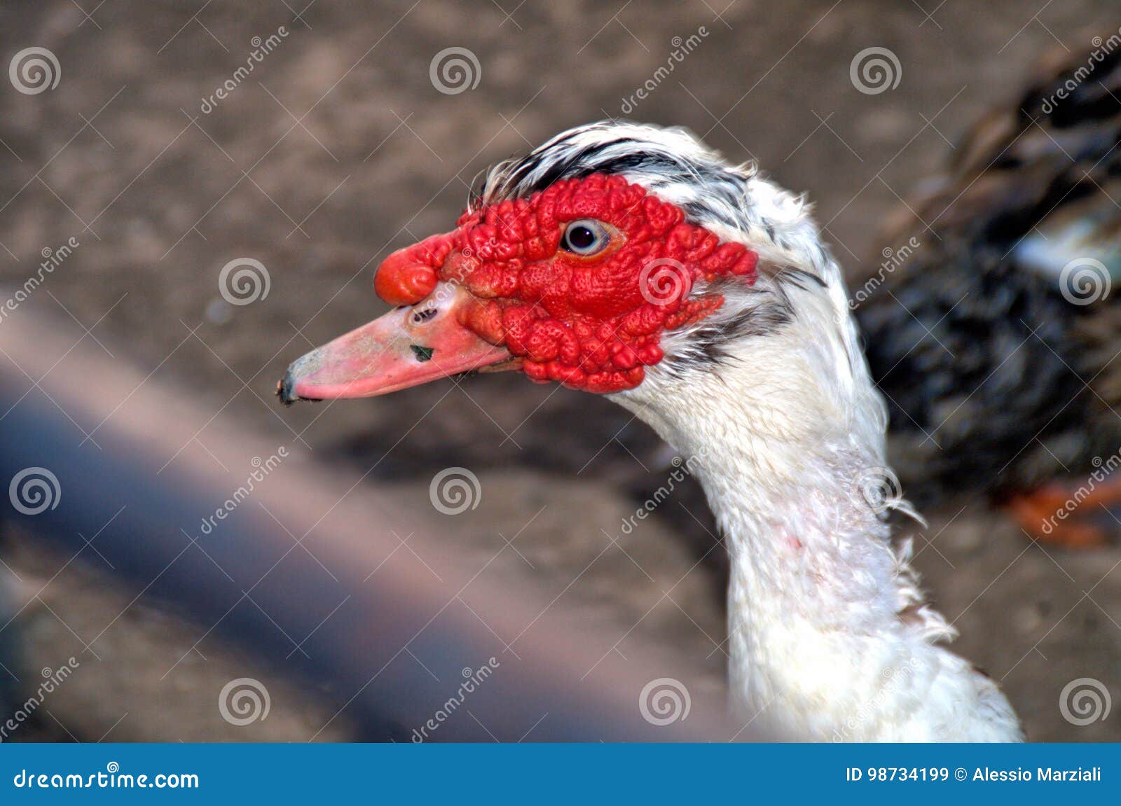 Strange duck stock image. Image of funny, feather, white - 98734199