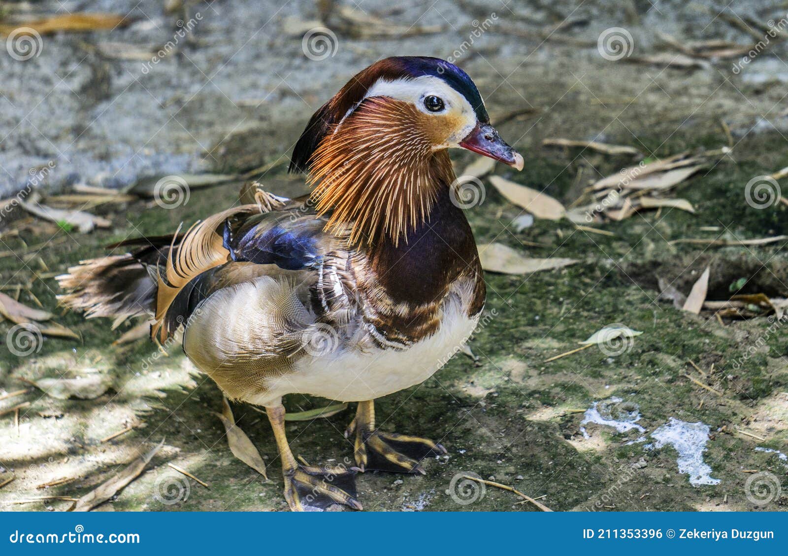 Strange duck stock photo. Image of ducks, reflection - 211353396
