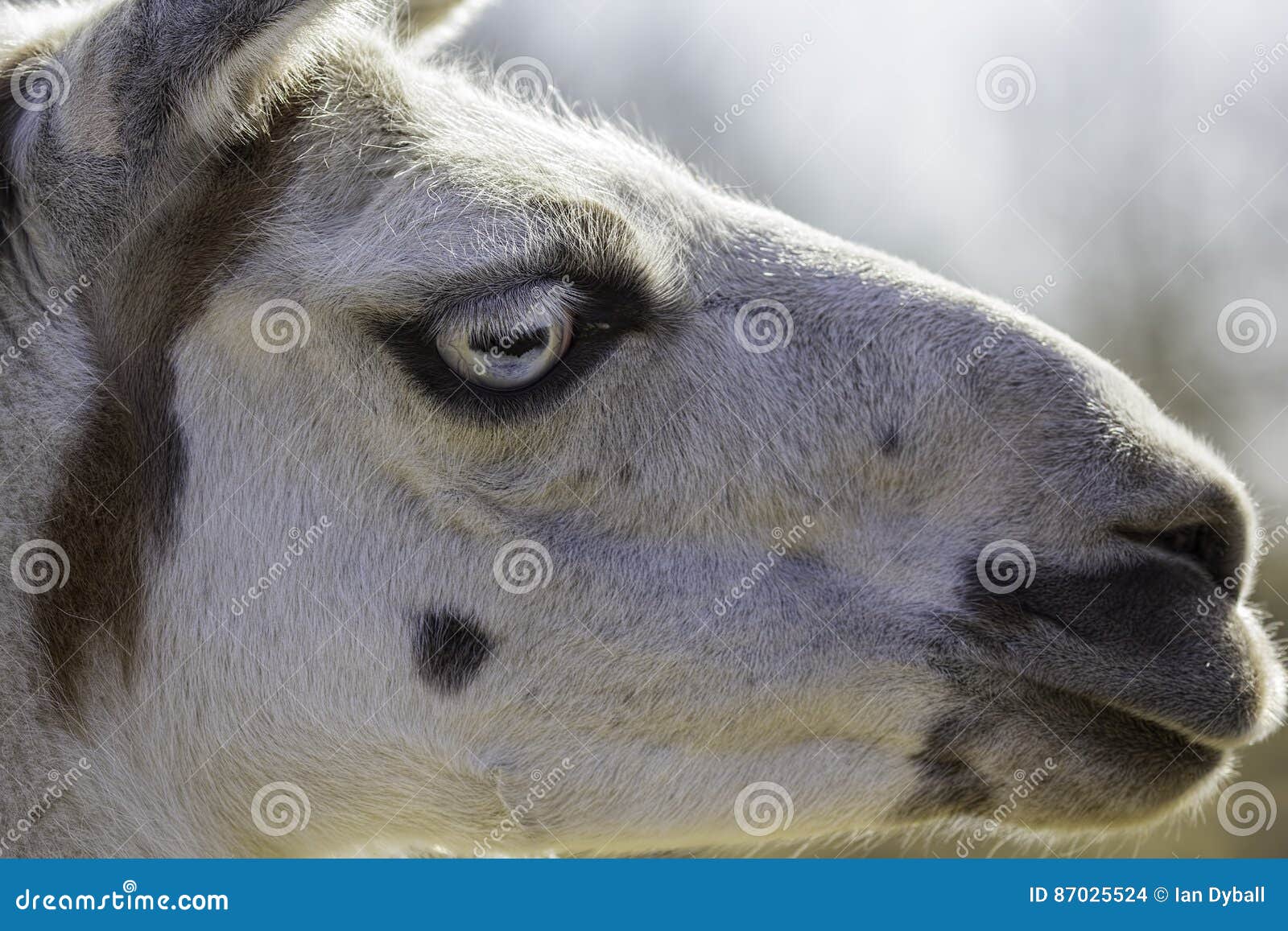 Strange eye of a llama stock photo. Image of blue, lama - 87025524