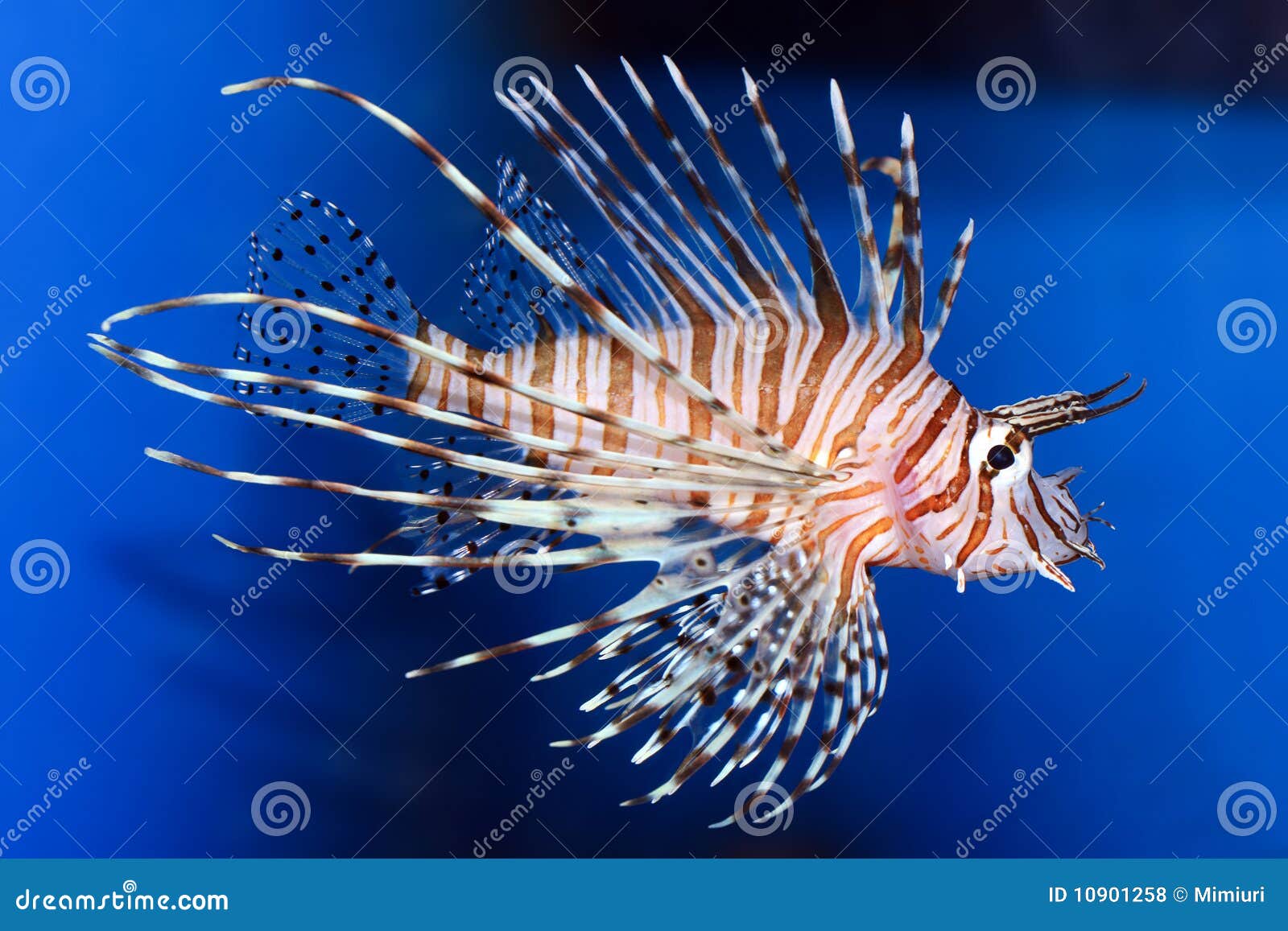 Strange fish stock photo. Image of scuba, beautiful, background - 10901258