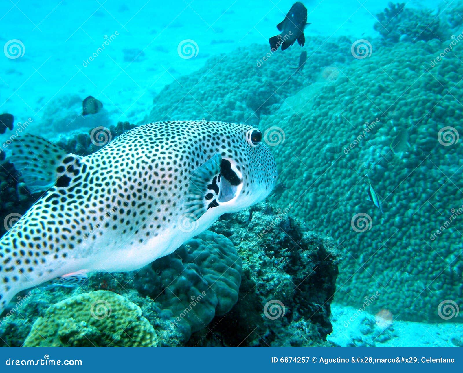 Strange fish stock image. Image of coral, african, blue - 6874257