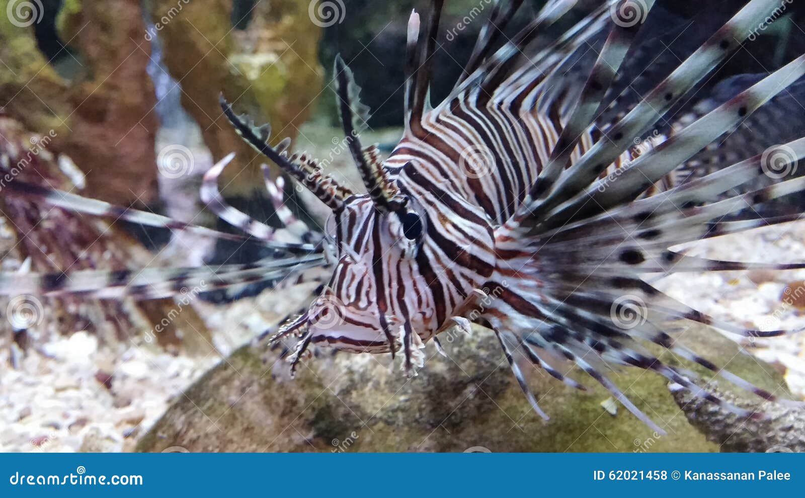 Strange fish in aquarium stock photo. Image of funny - 62021458