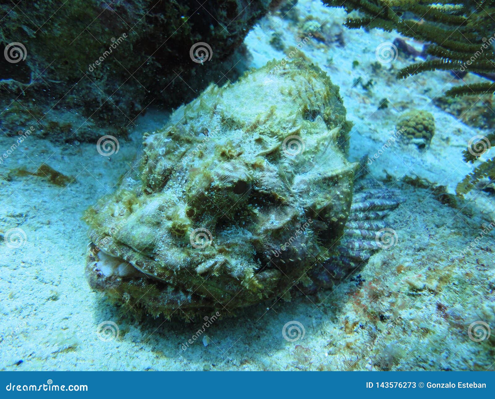 Strange fish on the seabed stock image. Image of nature - 143576273