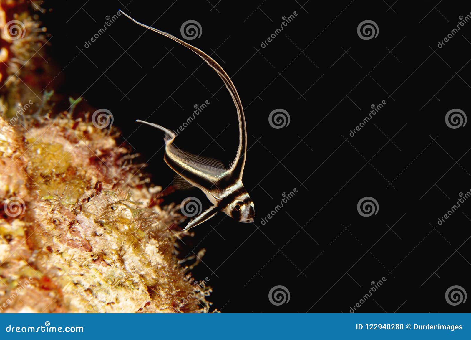 Elusive Fish Photos - Free & Royalty-Free Stock Photos from Dreamstime