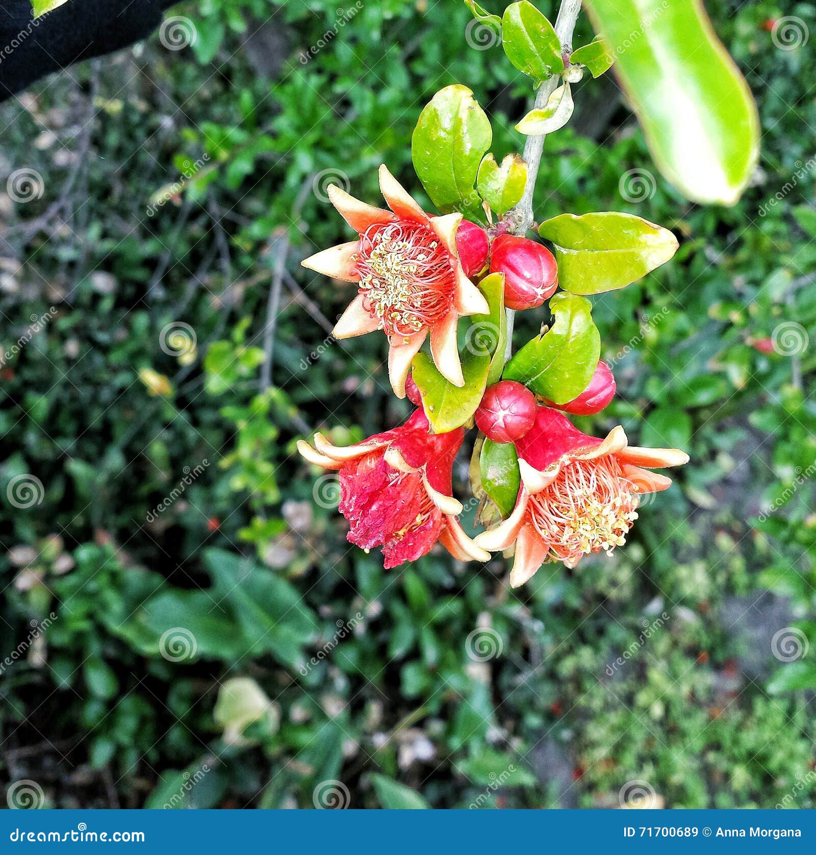 A strange flower stock image. Image of outdoor, flower - 71700689