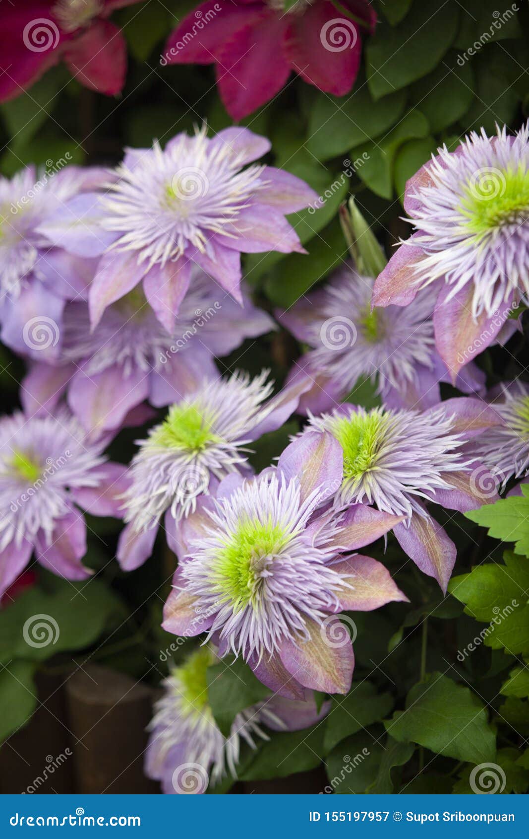 Strange flower in uk stock image. Image of colorful - 155197957