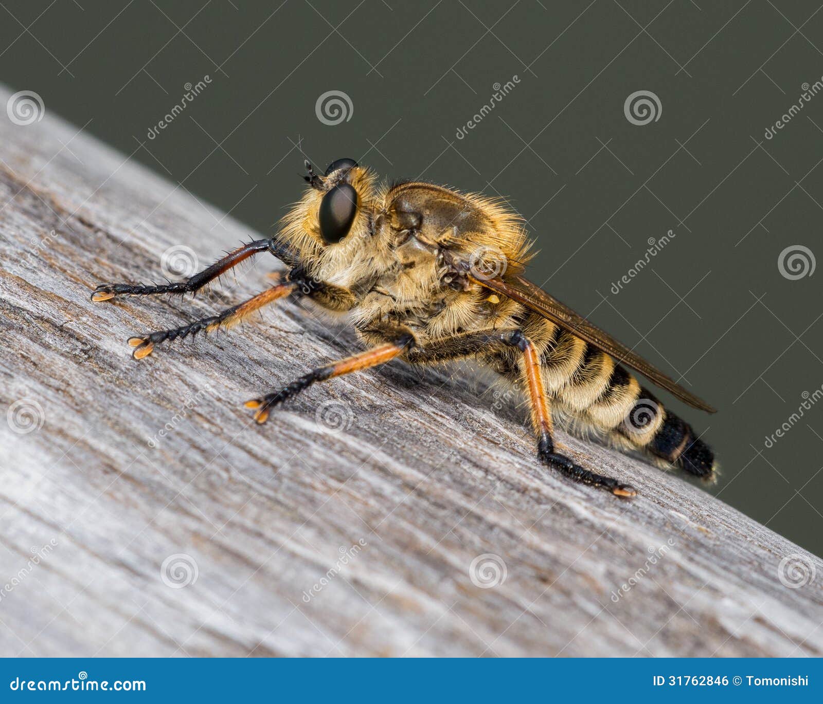 Strange Fly stock photo. Image of hairy, weird, strange - 31762846