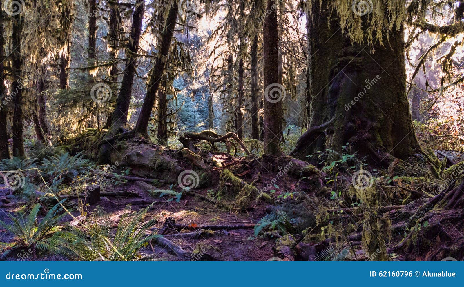 A Strange Forest stock photo. Image of america, rainforest - 62160796