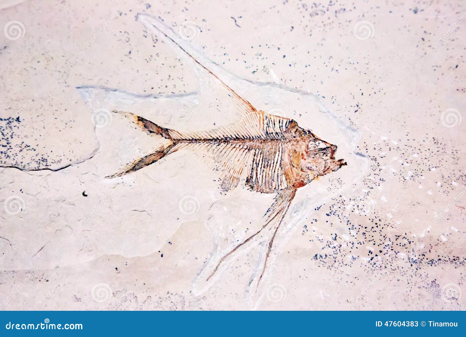 Strange fossil of fish stock image. Image of stone, evolution - 47604383