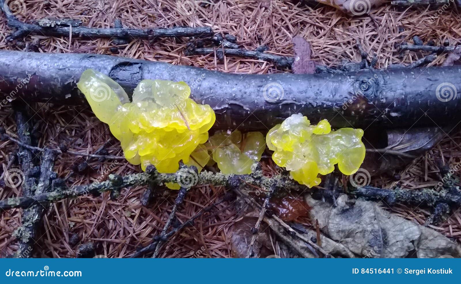 Strange fungus stock image. Image of magic, numerous - 84516441