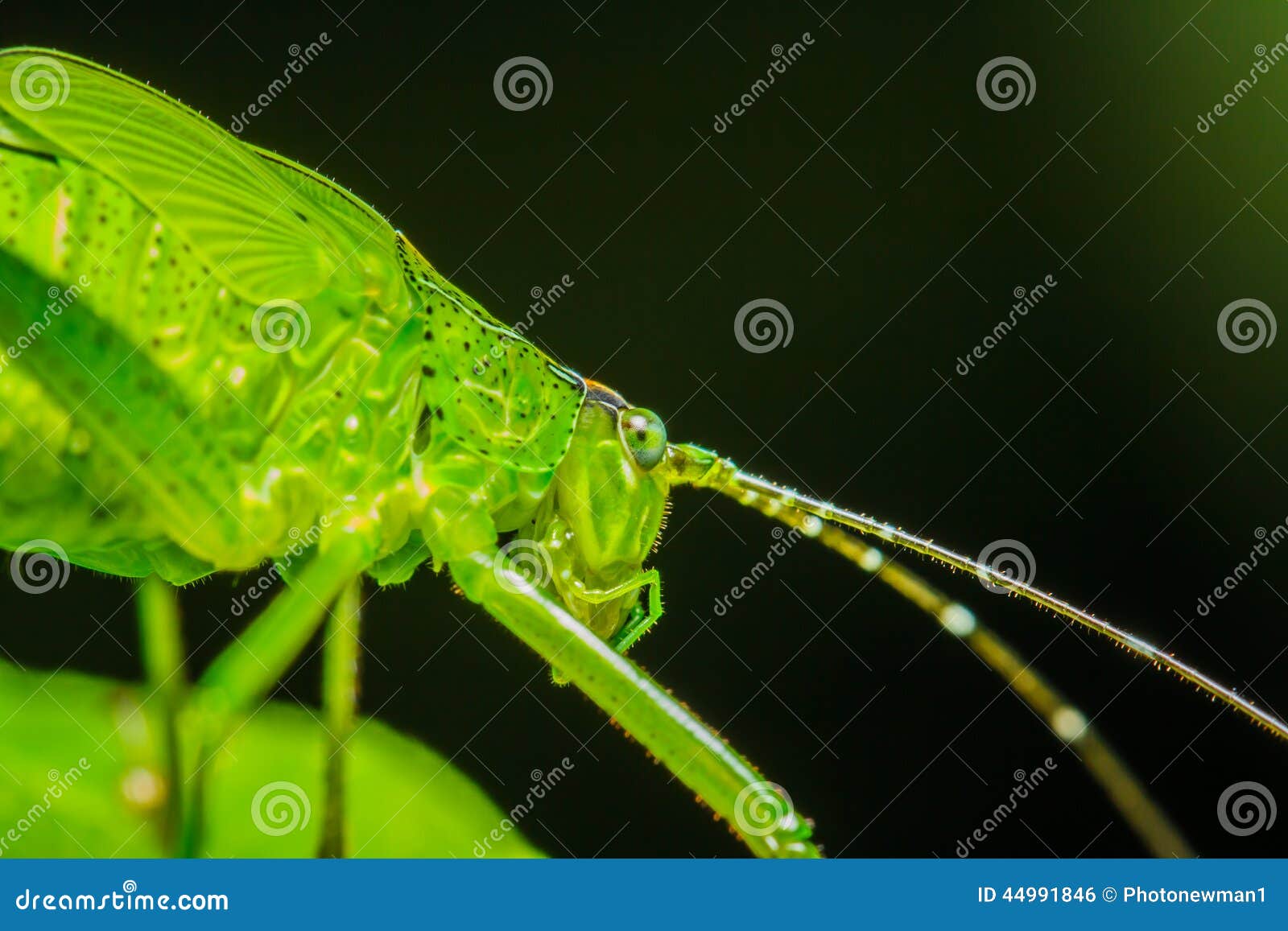 Strange grasshopper stock photo. Image of wild, creature - 44991846