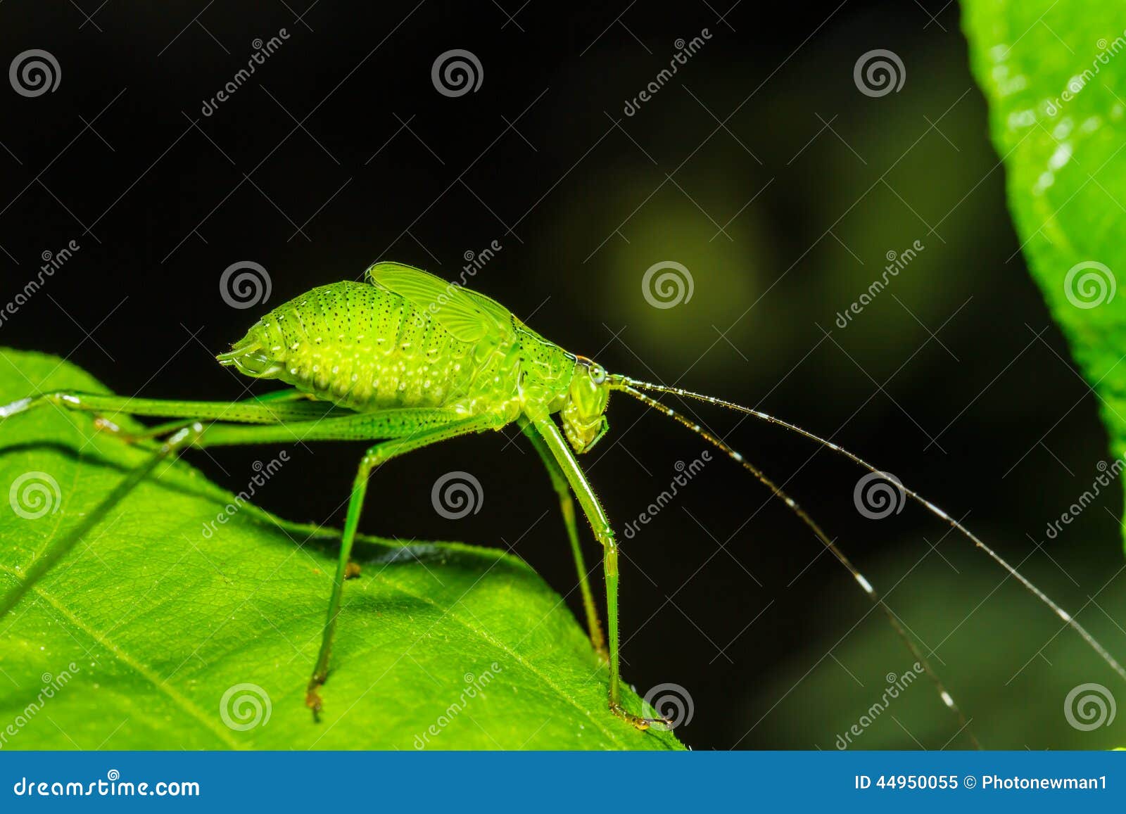 Strange grasshopper stock image. Image of cricket, locust - 44950055