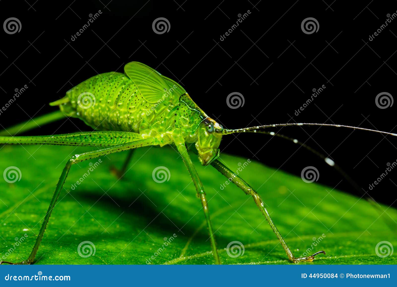 Strange grasshopper stock photo. Image of spring, creature - 44950084