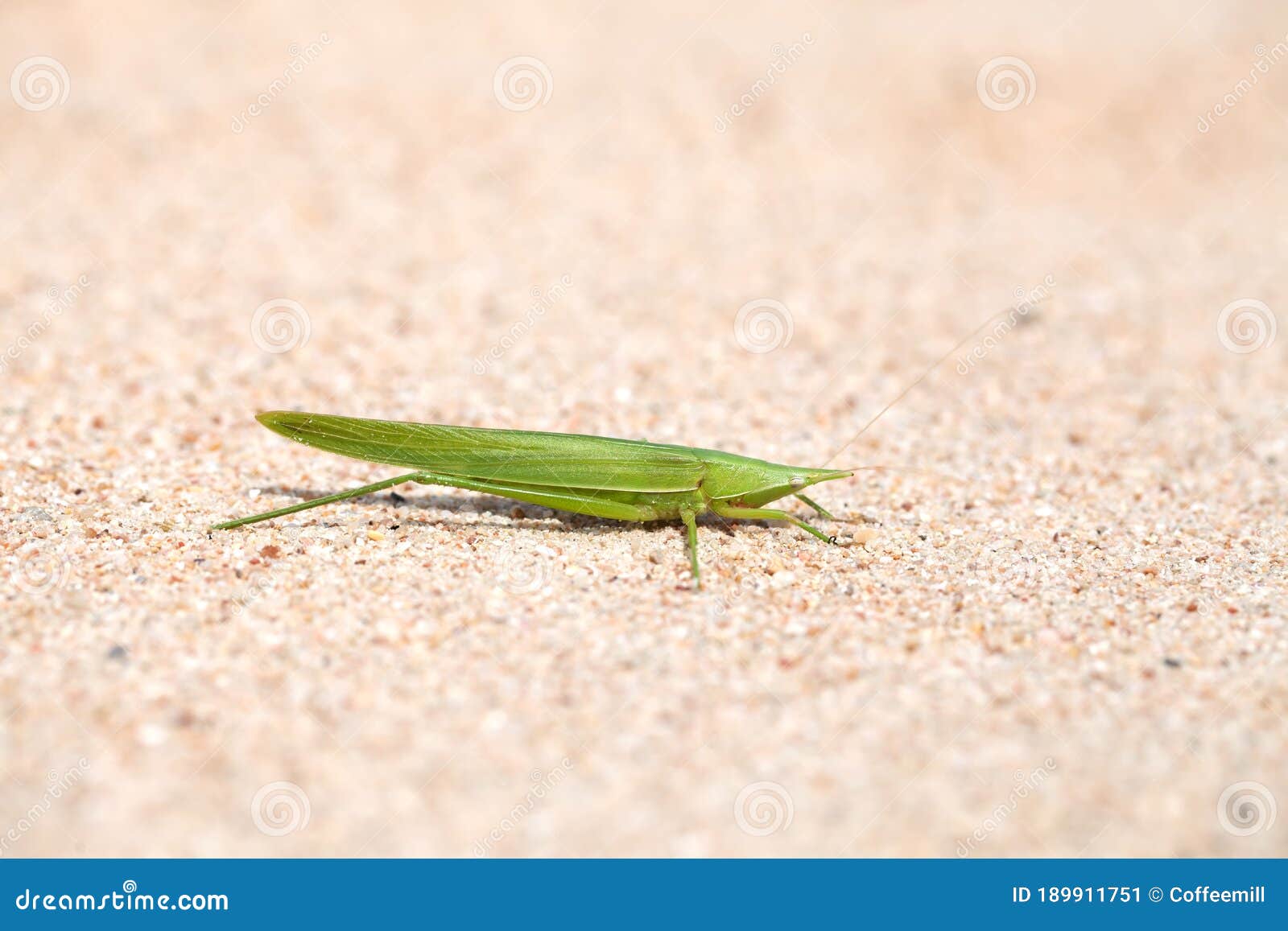 Strange green insect stock image. Image of grain, extended - 189911751