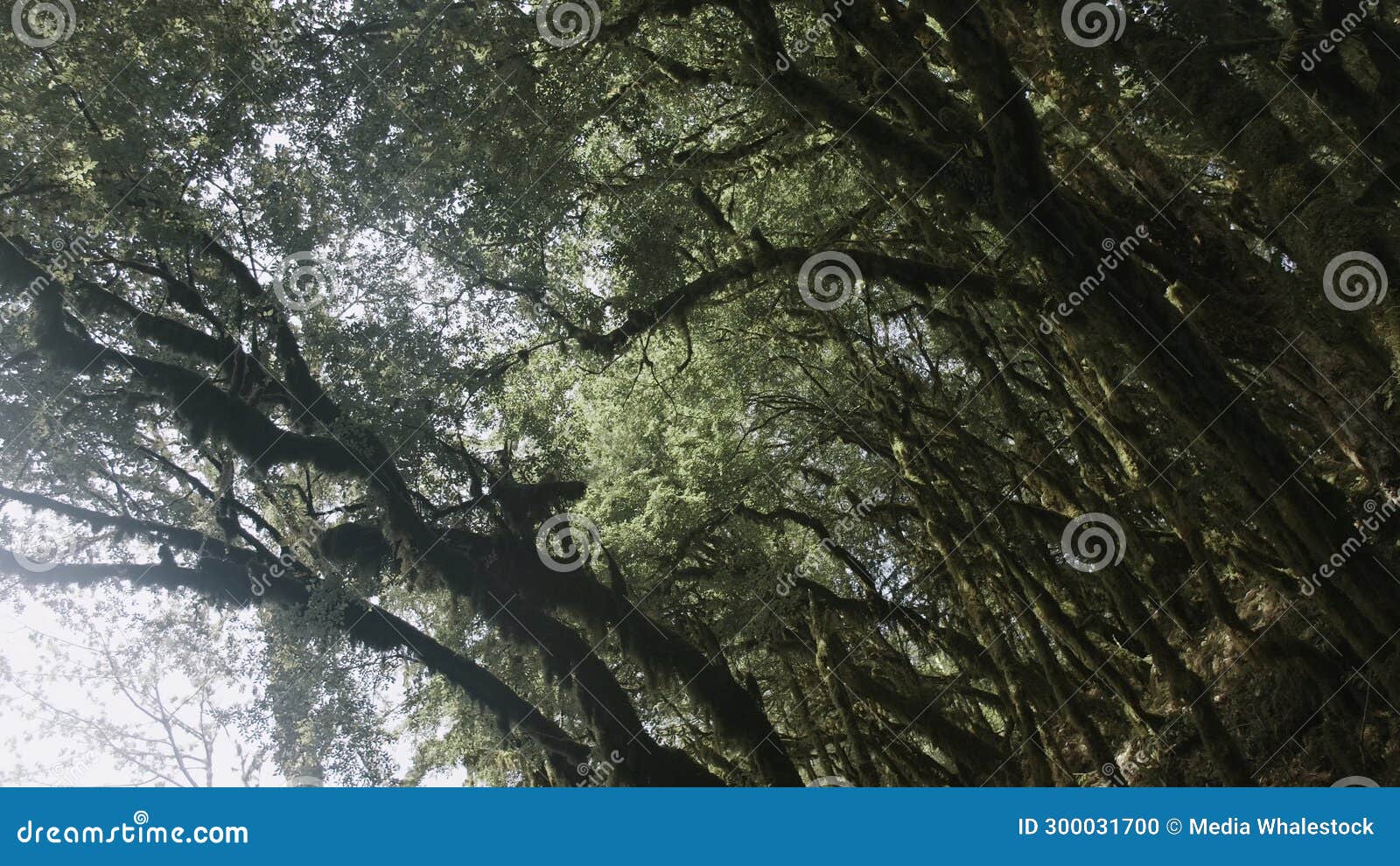 Strange Green Trees. Creative. Green Twisting Tropical Trees with ...