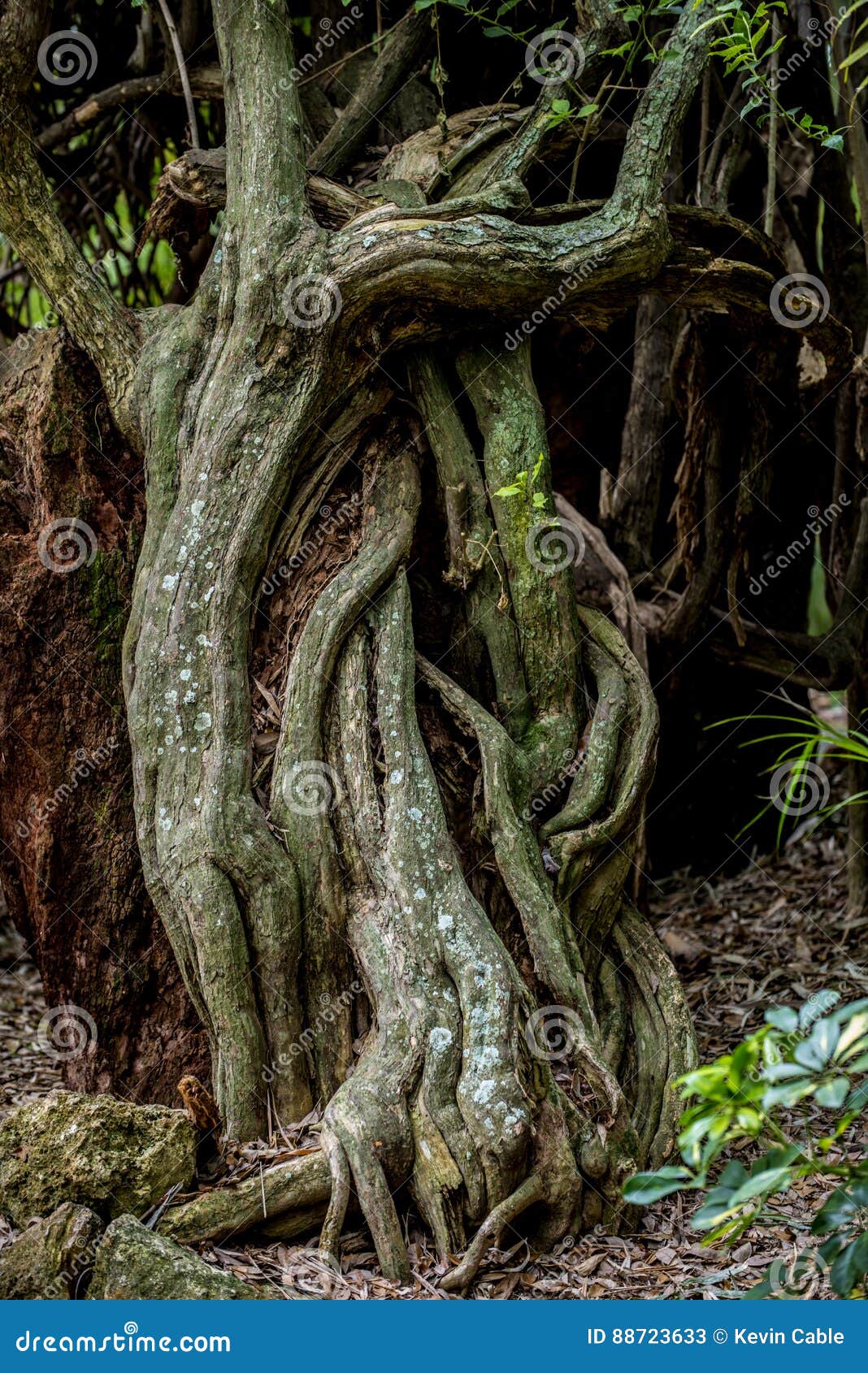 Strange Growing Tree in Everglades Stock Image - Image of purple ...