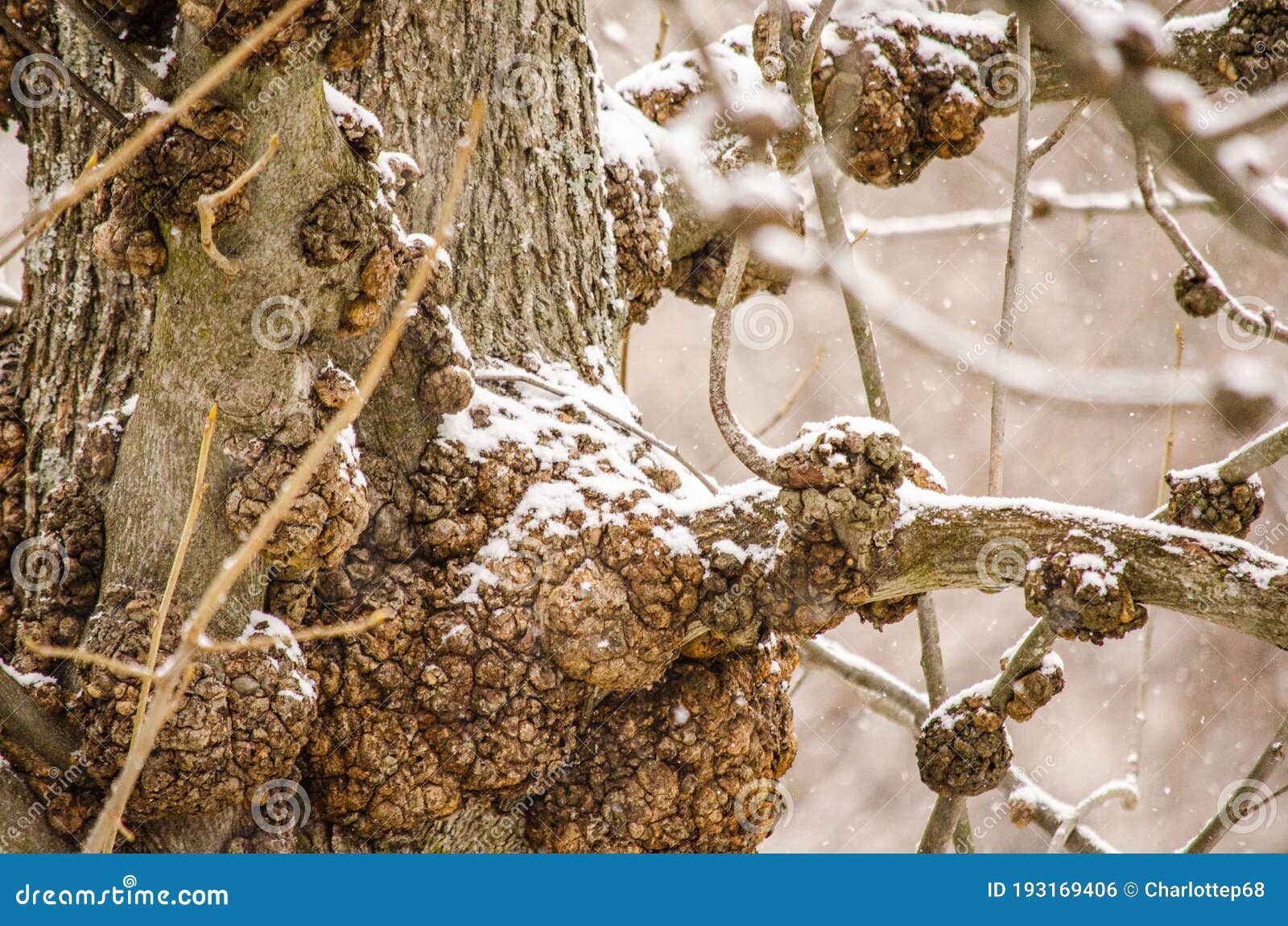 Knotty tree in the winter stock photo. Image of knots - 193169406