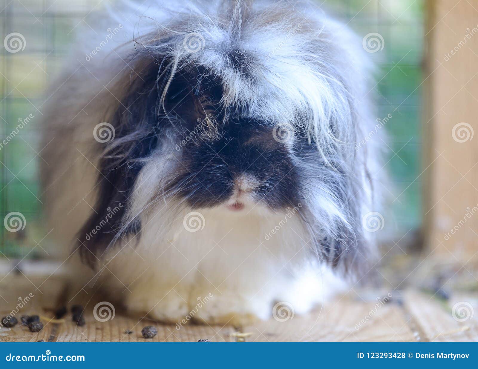 Strange rabbit in the cage stock photo. Image of countryside - 123293428