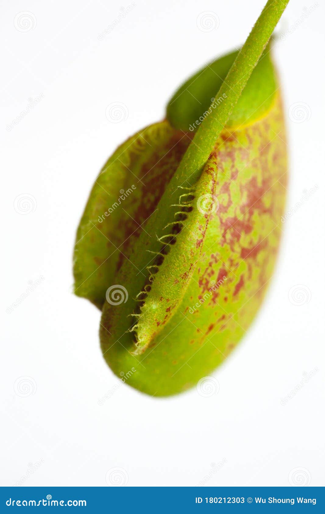 Exotic, Herbaceous Plants, Hell of Flies, Flytrap Stock Image - Image ...