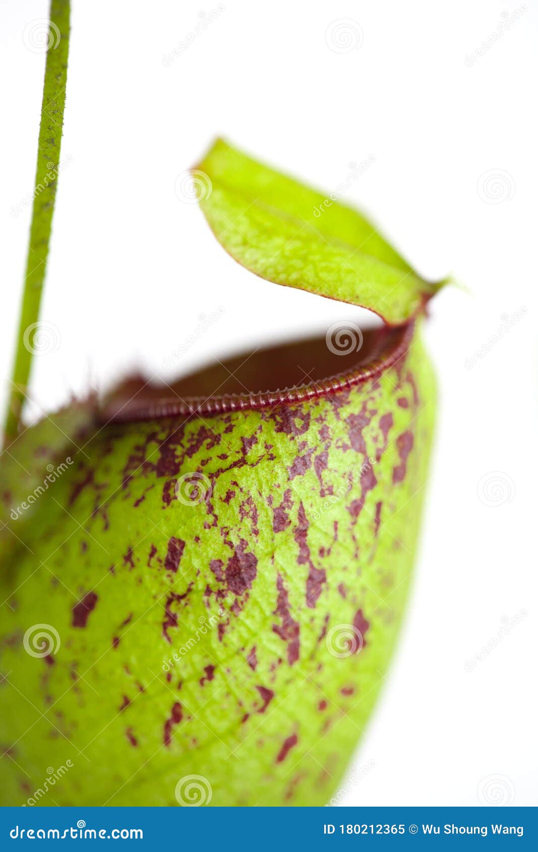 Exotic, Herbaceous Plants, Hell of Flies, Flytrap Stock Image - Image ...