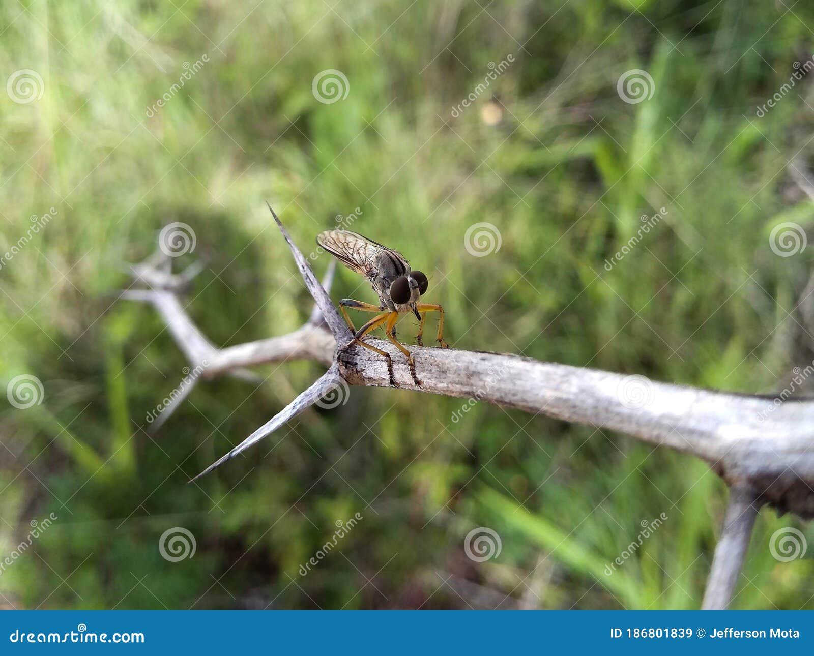 A Strange Insect on a Branch Stock Image - Image of bird, twig: 186801839