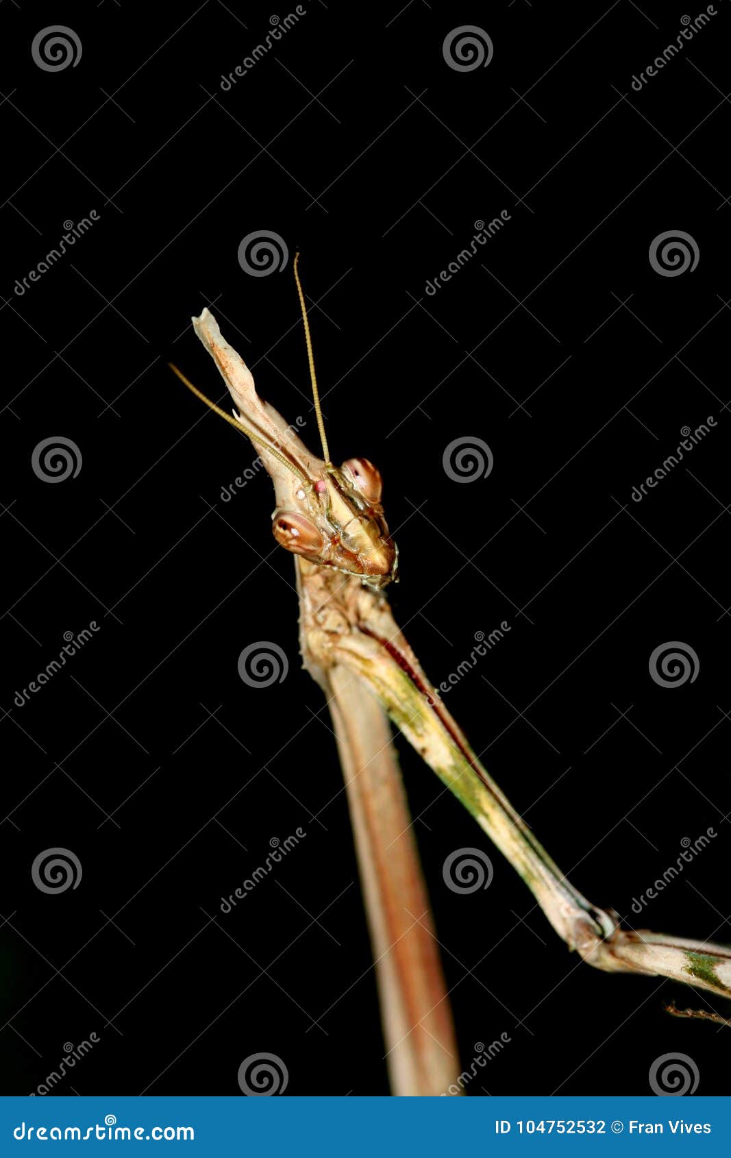Strange Insect with Devil Face Stock Photo - Image of closeup, devil ...
