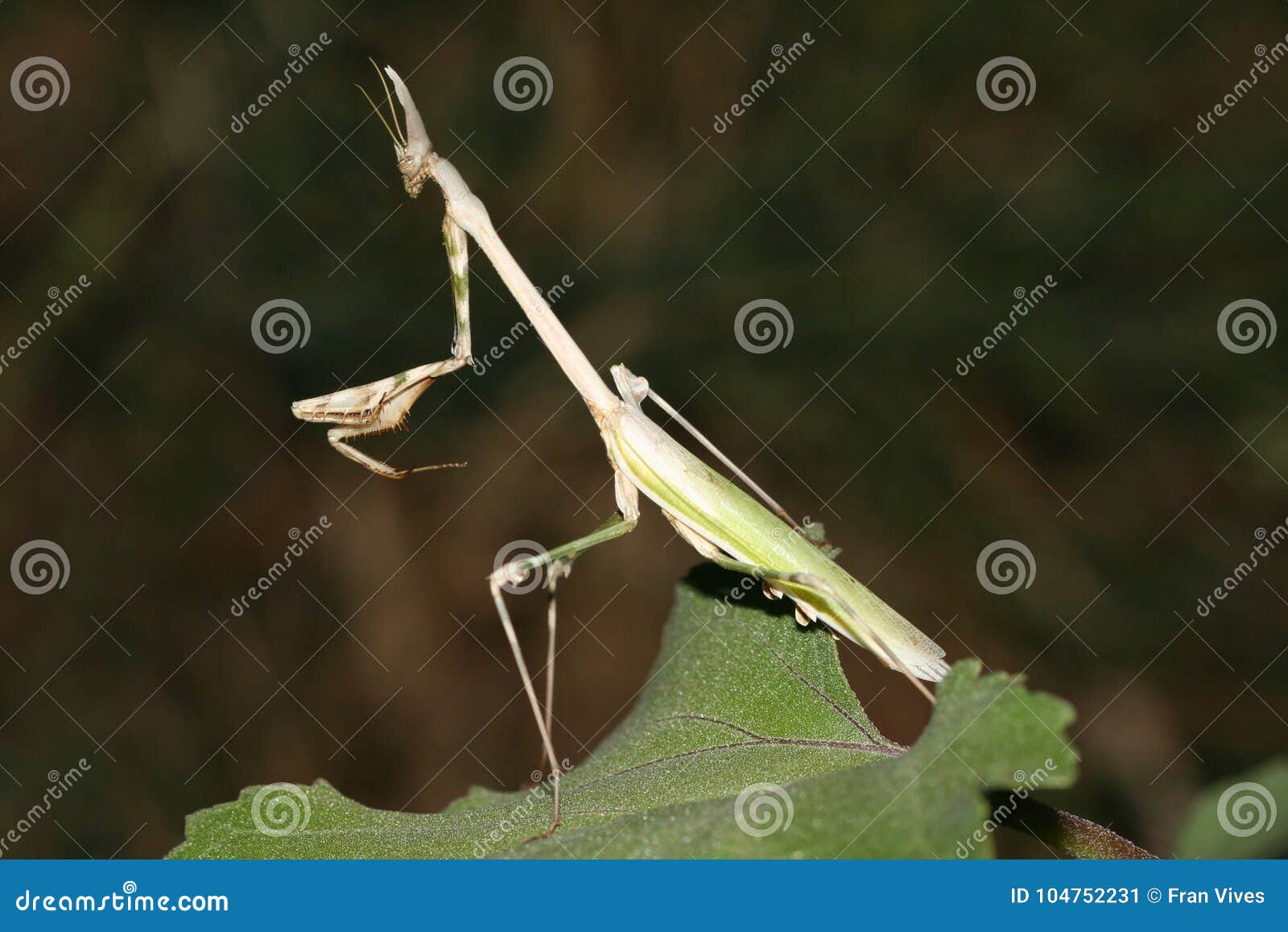 Strange Insect Like a Monster Stock Image - Image of creepy, horn ...