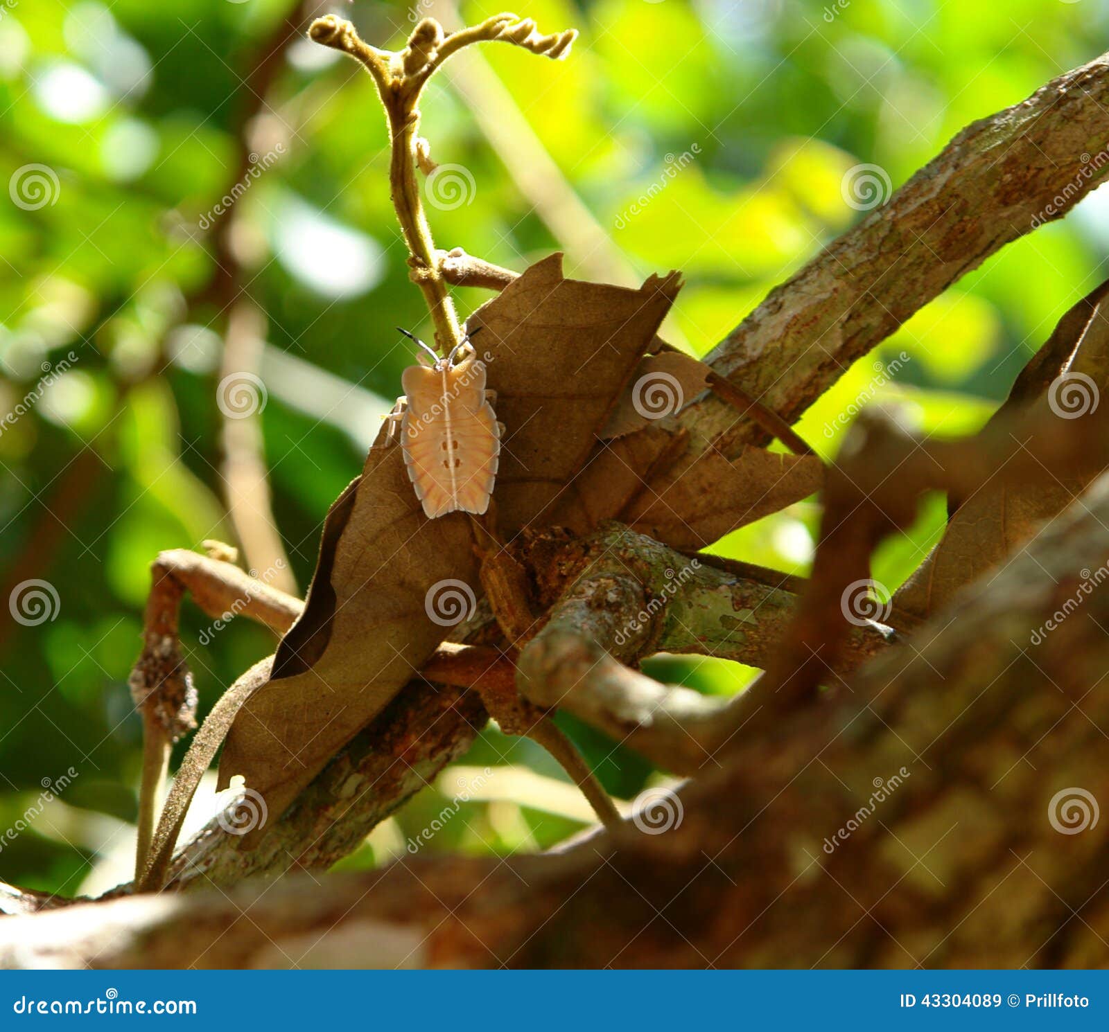 Strange insect stock image. Image of stem, sunny, beetle - 43304089