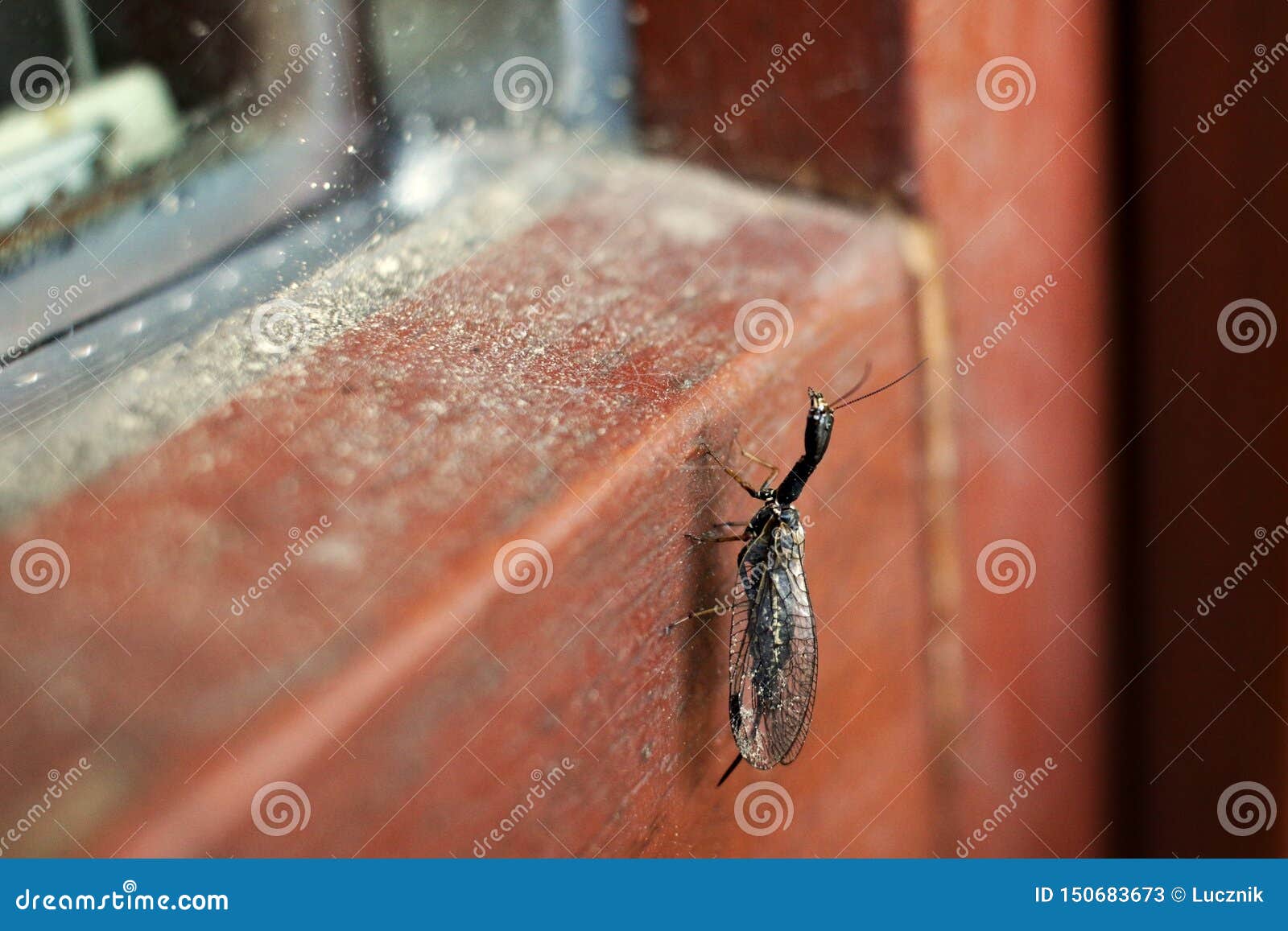 A Strange Insect on the Window Frame. Stock Image - Image of fragments ...