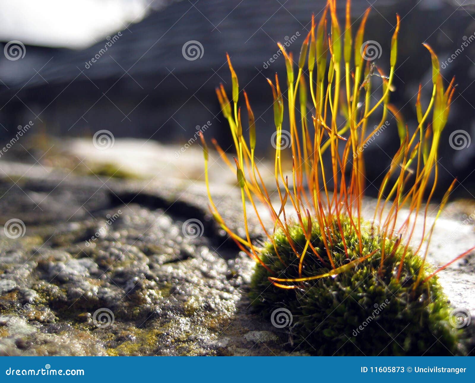 Strange Irish moss stock image. Image of moss, spiky - 11605873