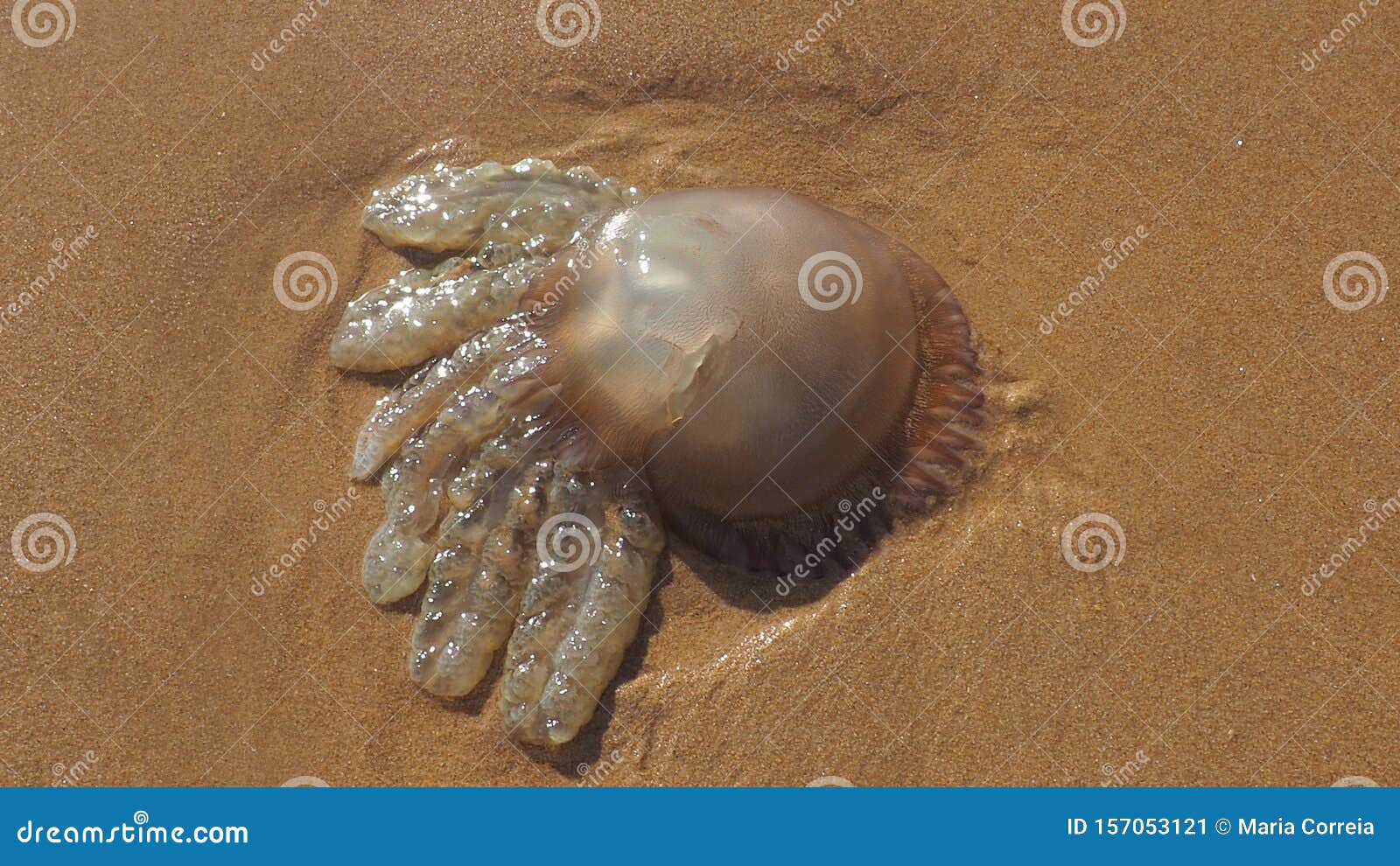 A Strange Jelly Fish On The Sand Stock Image - Image of cute, beach ... A Strange Jelly Fish On The Sand Stock Image - Image of cute, beach ...