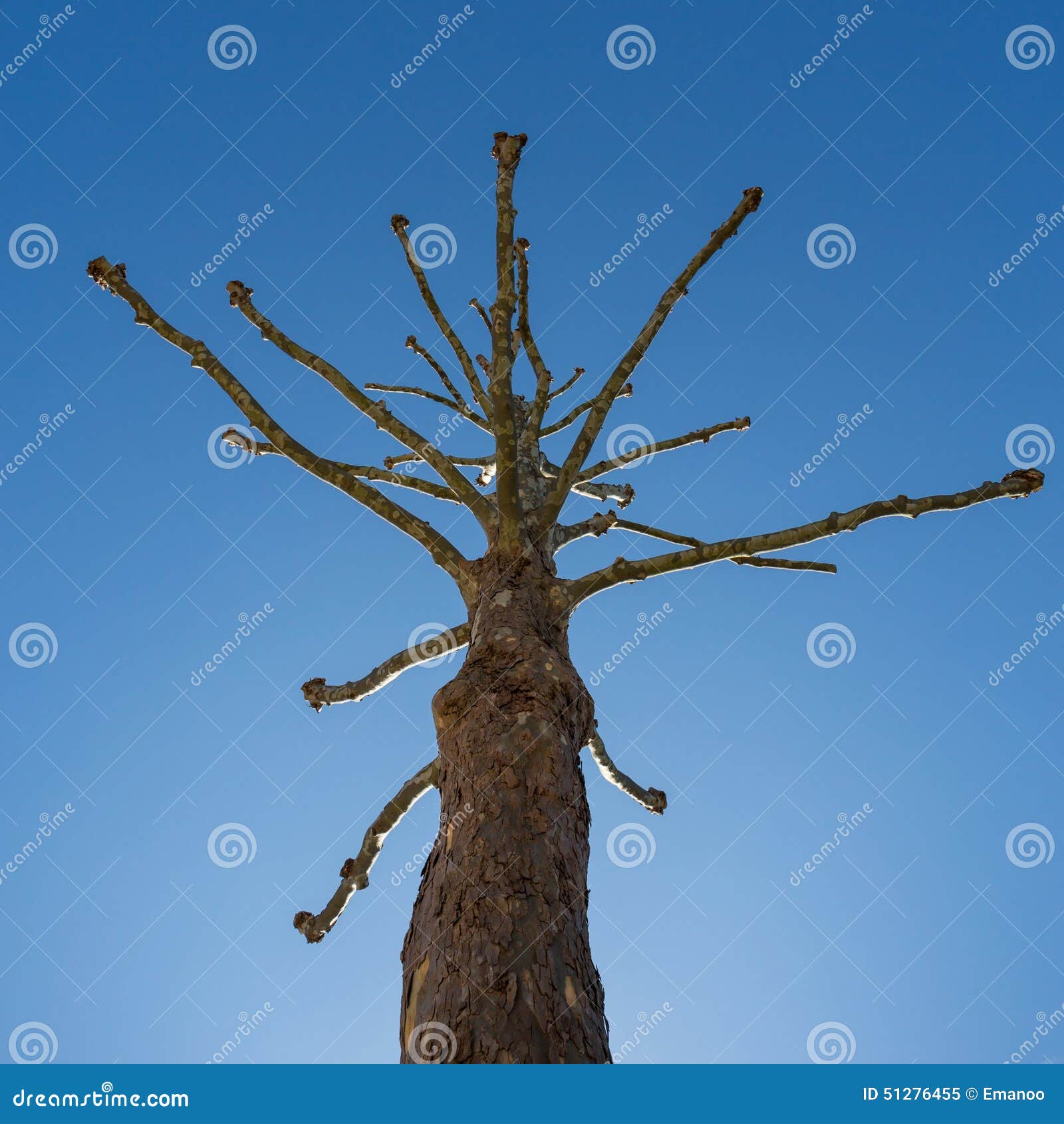 Leafless Tree In The Forest Wallpaper Background Royalty-Free Stock ...