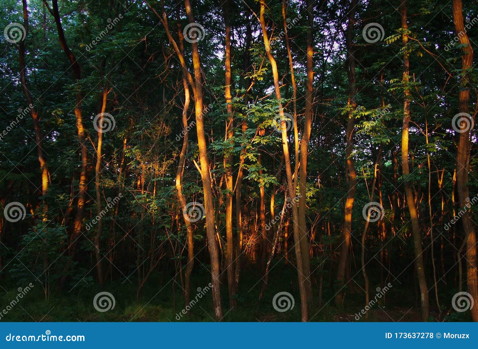 Strange Light on the Tree in the Forest Stock Photo - Image of colour ...