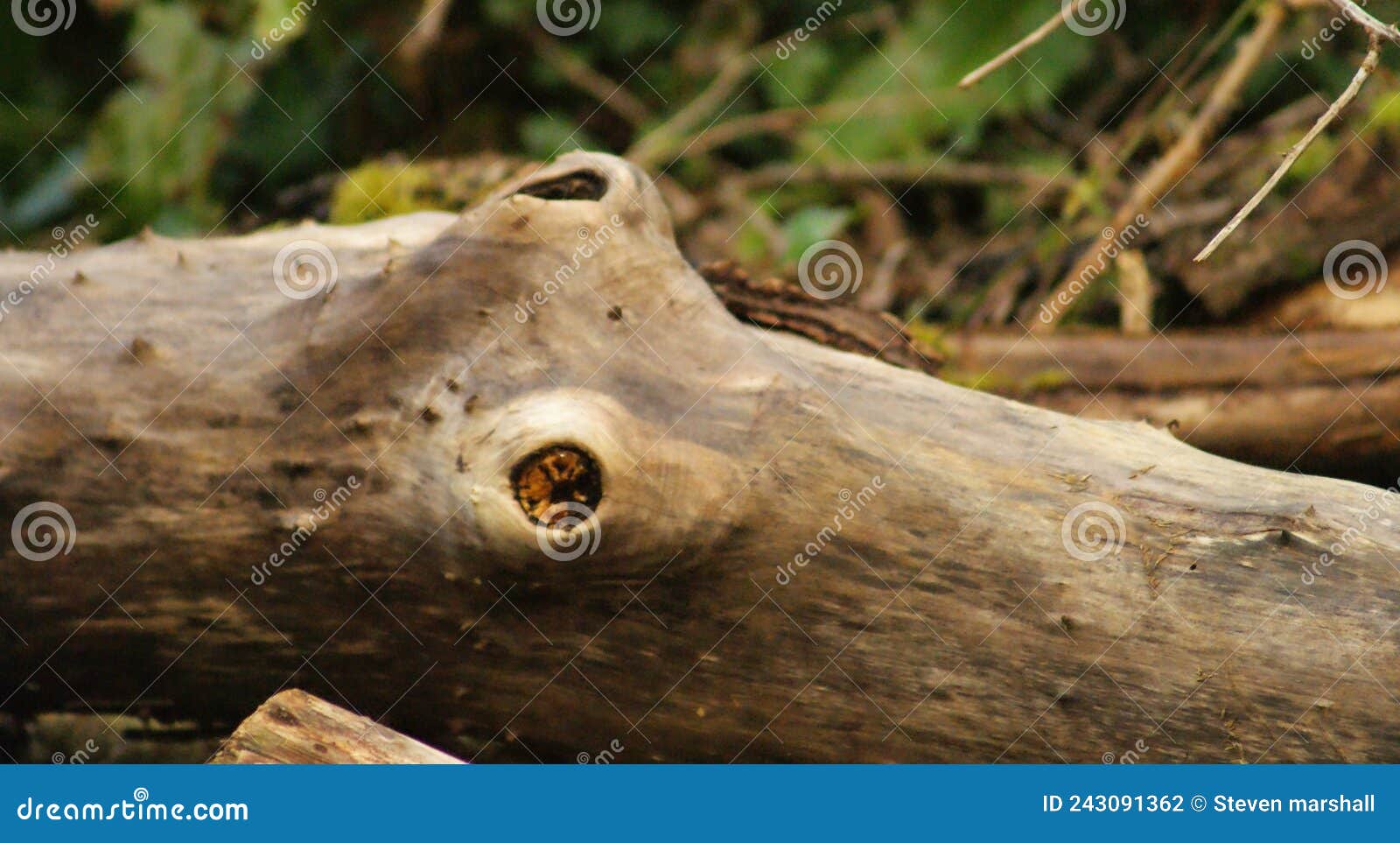 Strange log stock photo. Image of nature, wildlife, lizard - 243091362