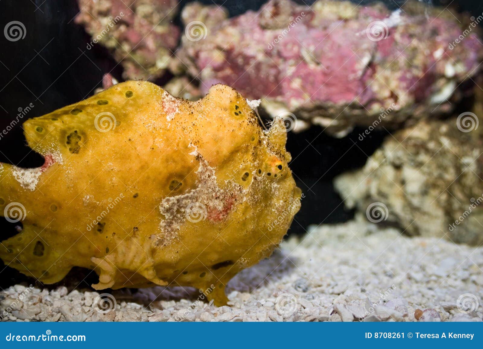 Strange-looking Fish stock image. Image of mean, water - 8708261