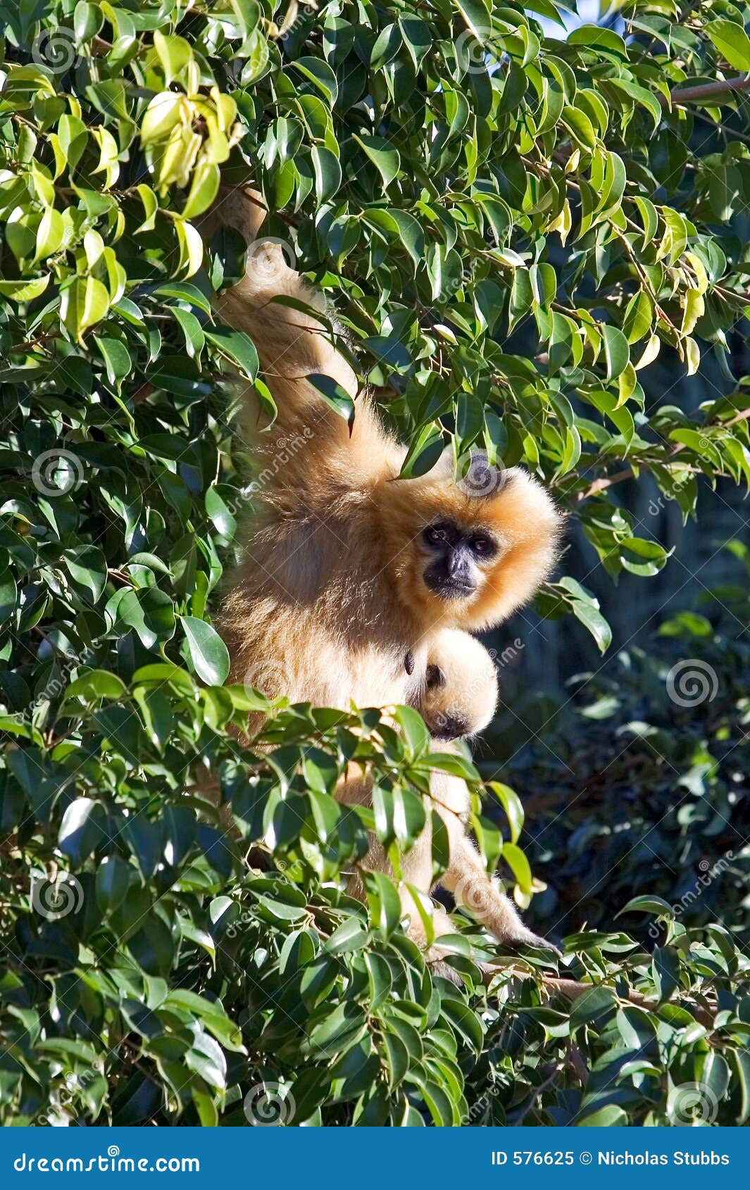 1,223 Strange Monkey Stock Photos - Free & Royalty-Free Stock Photos ...