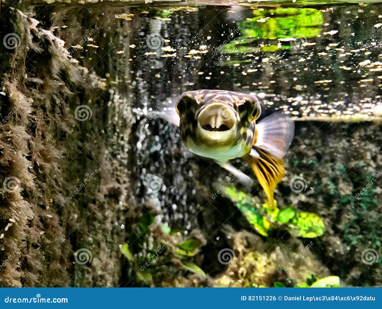 Fish with teeth stock photo. Image of little, looking - 82151226