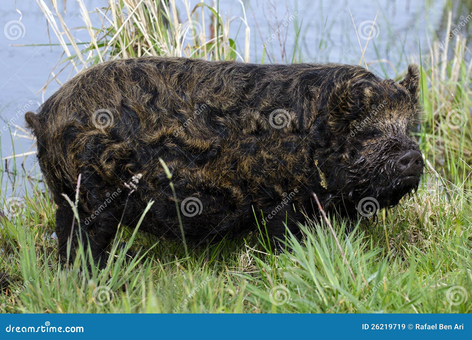 Strange looking pig stock image. Image of fauna, grasses - 26219719