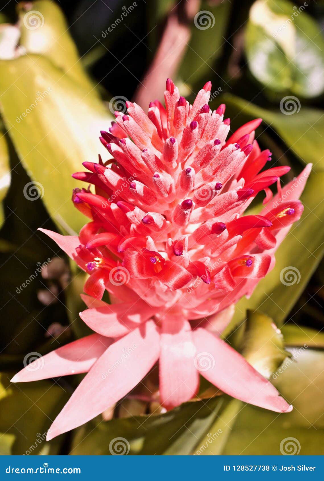 Strange Looking Pink Flower Stock Photo - Image of tropics, plant ...