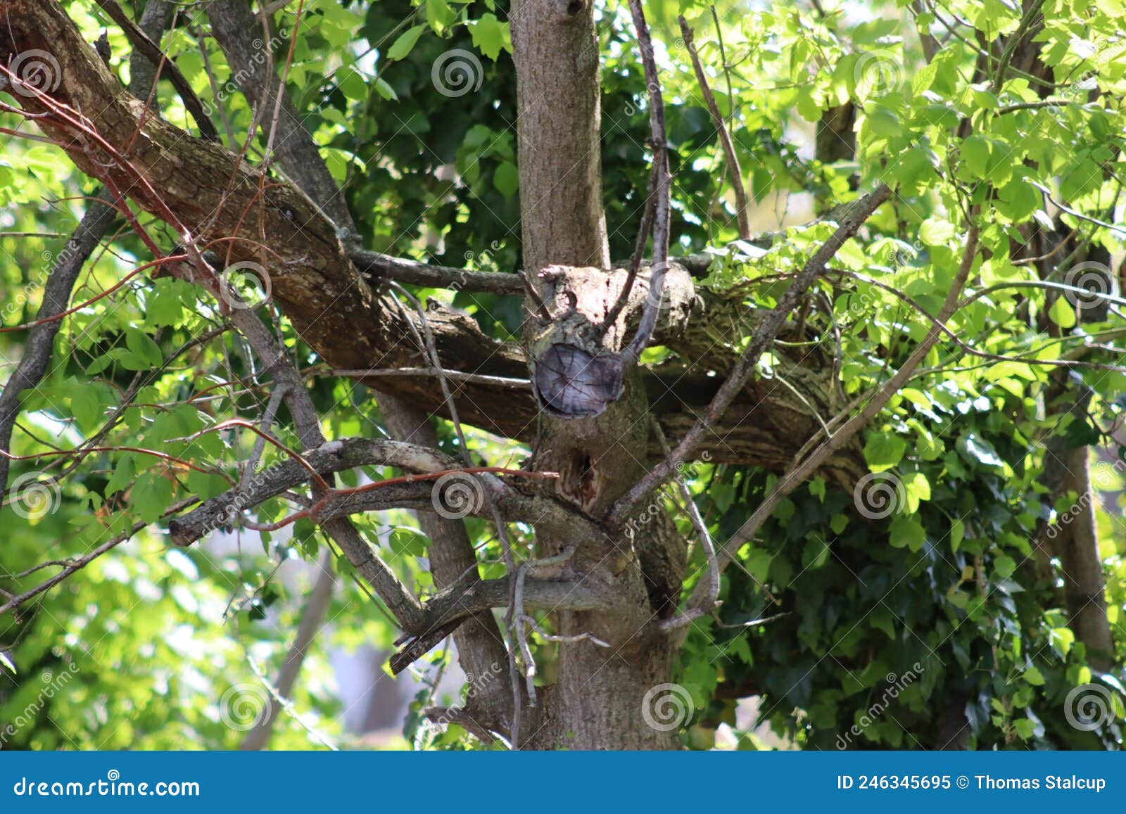 Strange Looking Tree in Forest Deformed Stock Image - Image of nature ...
