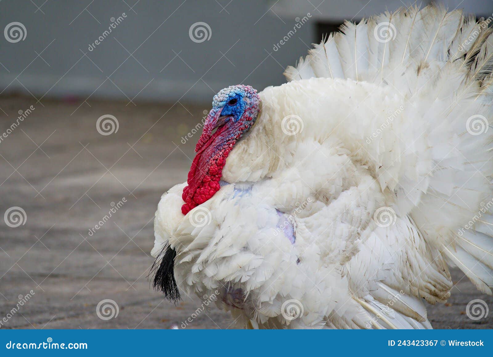 Strange Looking Turkey Bird Stock Image - Image of habitat, sunny ...