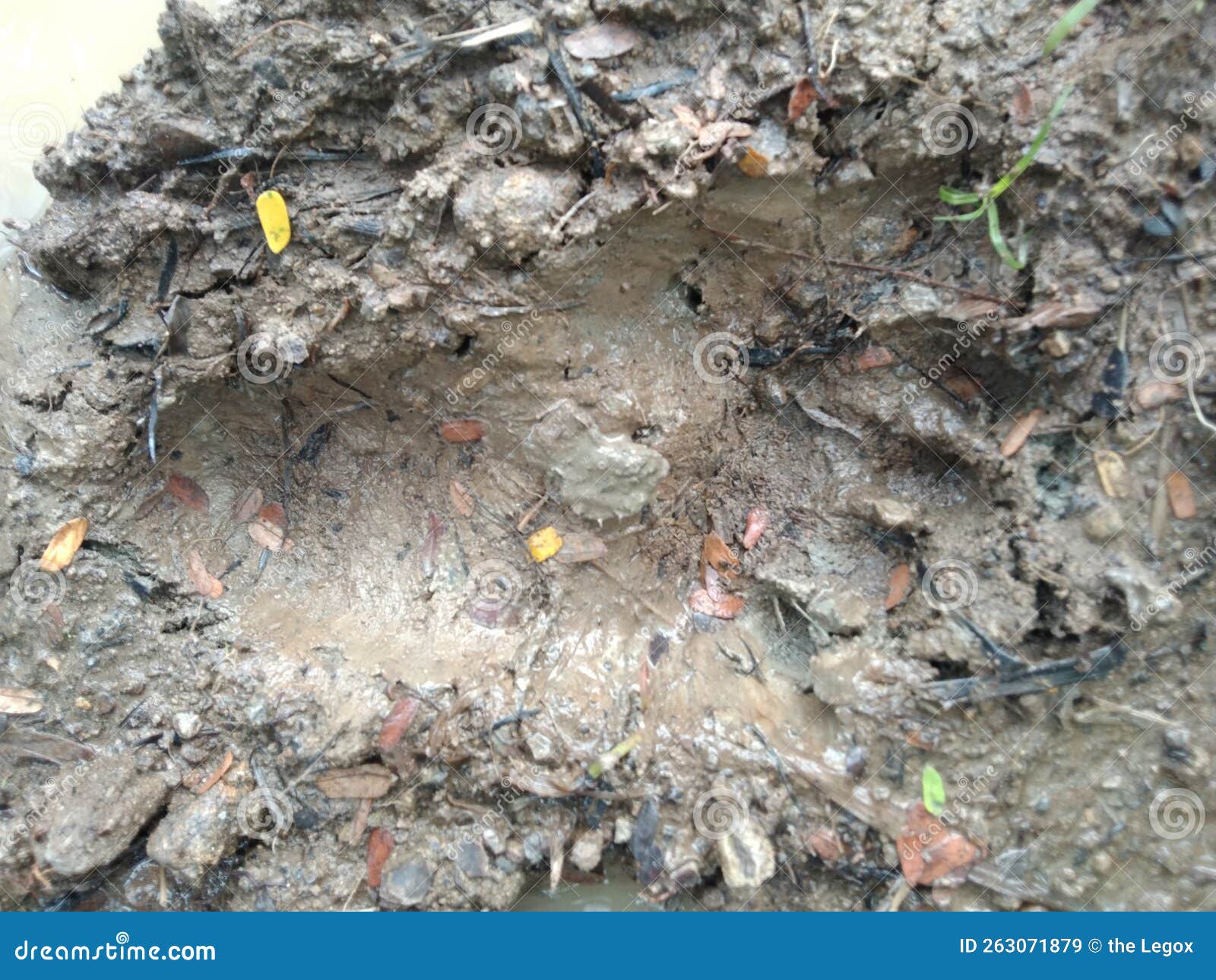 Strange Man& X27;s Footprints on the Ground Slippery and Muddy Stock ...