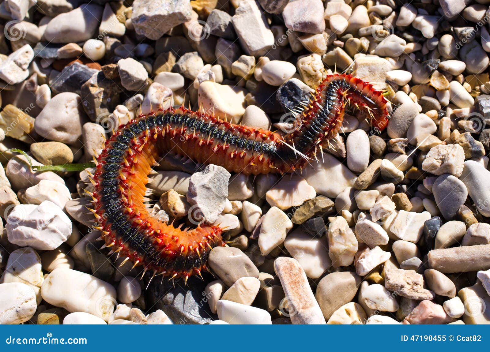 Strange Marine Worm on the Beach Stock Image - Image of biology ...