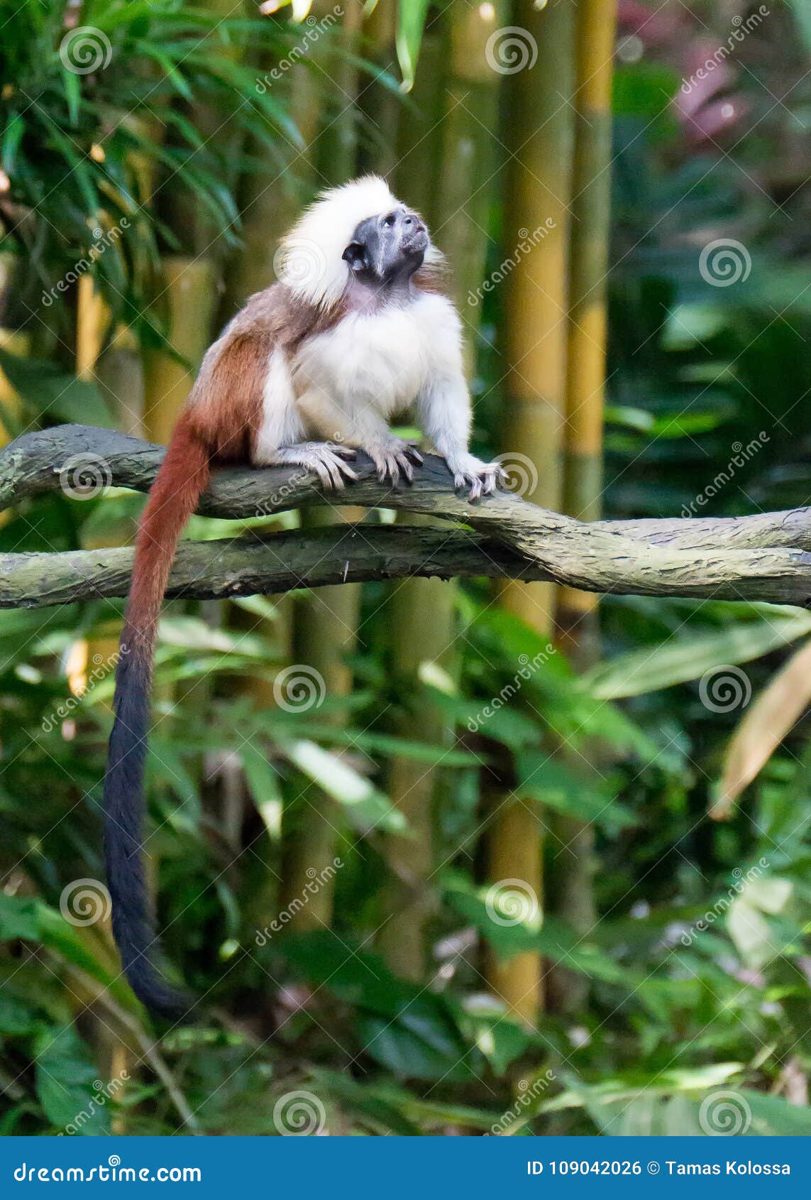 Strange monkey stock photo. Image of hanuman, monkey - 109042026