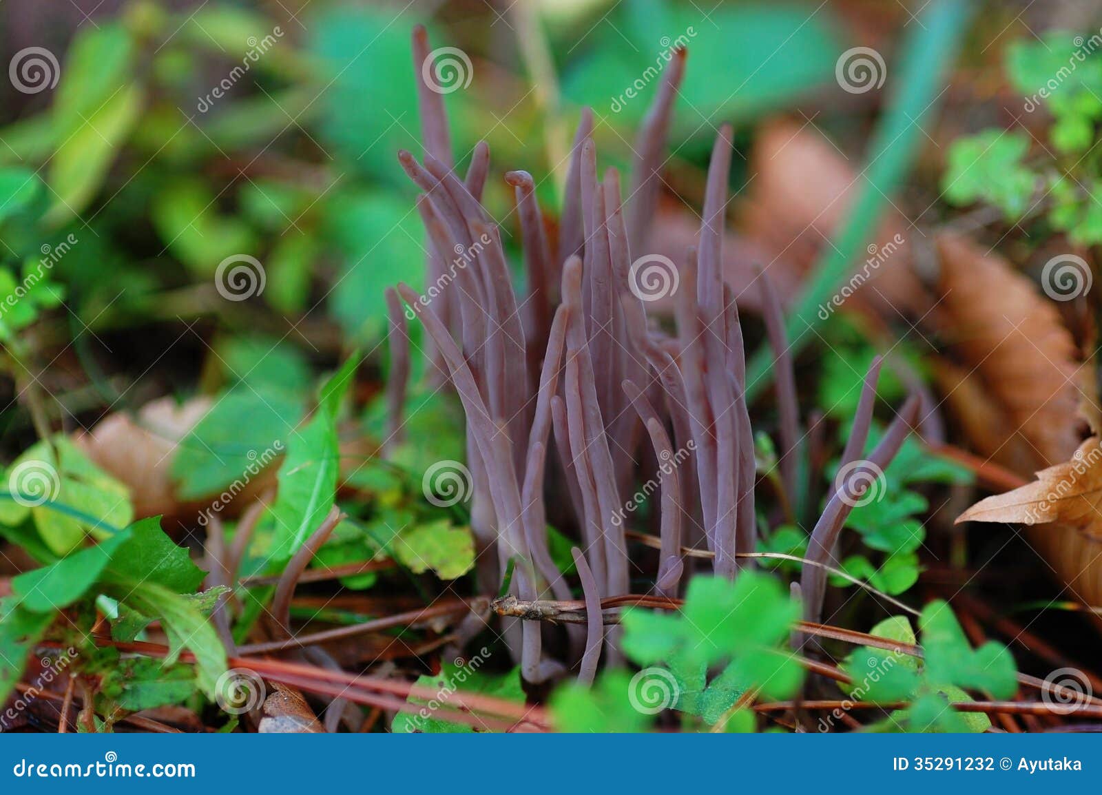 Strange mushrooms stock photo. Image of closeup, eerie - 35291232